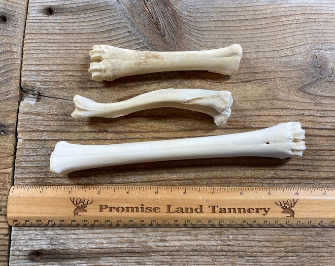 Cleaned Coyote Radius Bones Leg Bones Real Bones 4 Assorted Pieces ...