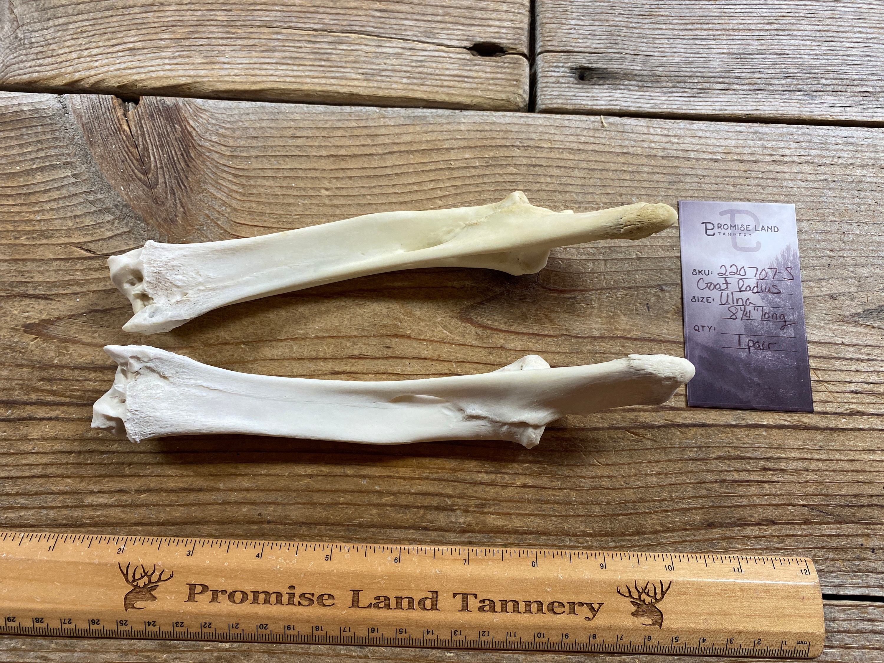 Goat Radius Ulna Bones Pair of Bones Real Bones Lot No. - Etsy