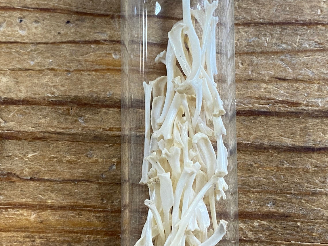 Vial of Assorted Rodent Tibia Bones Real Bones Lot No. | Etsy