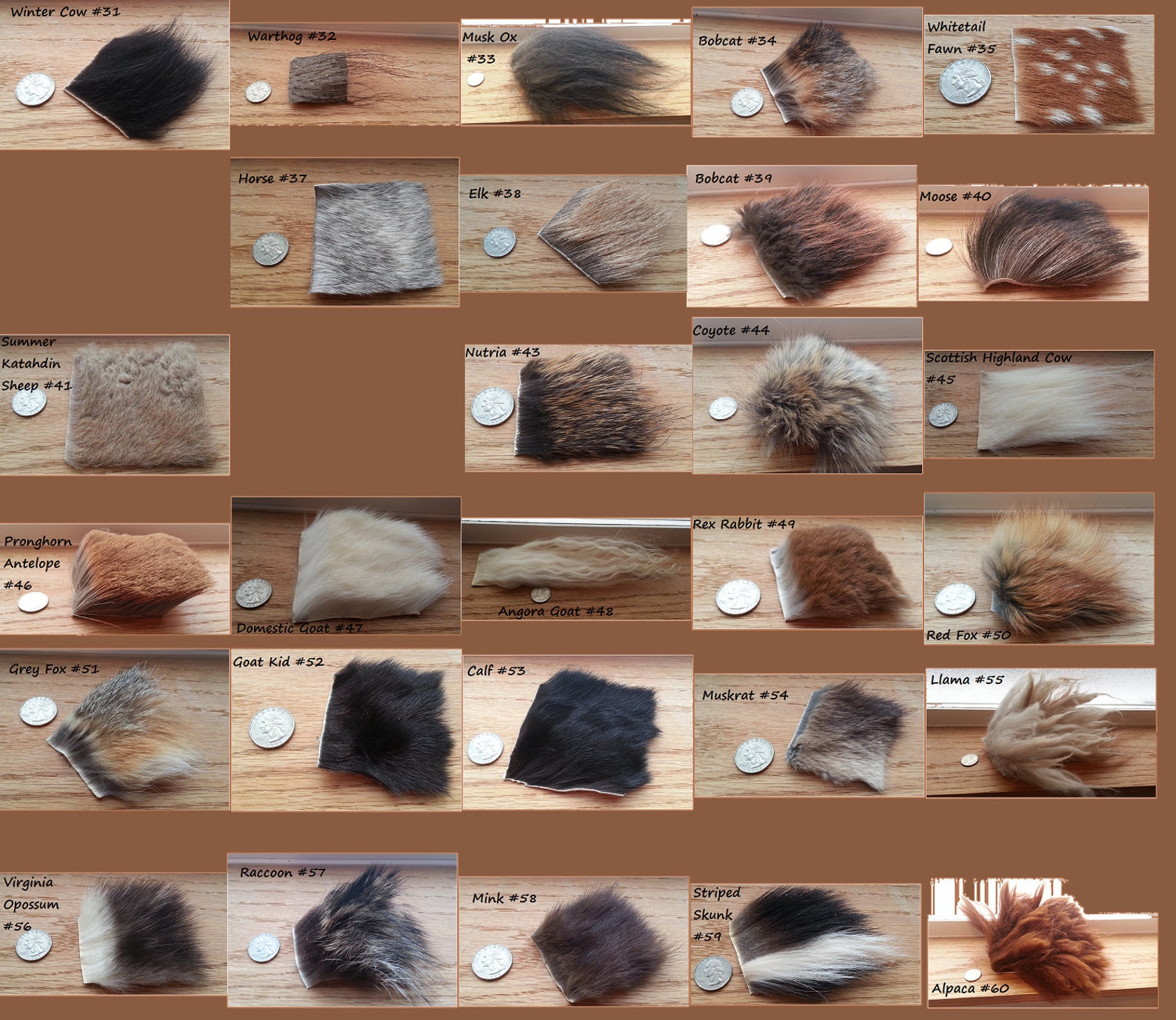 ULTIMATE Classroom Collection of Mammal Fur Pieces - 70 Plus Real Fur ...