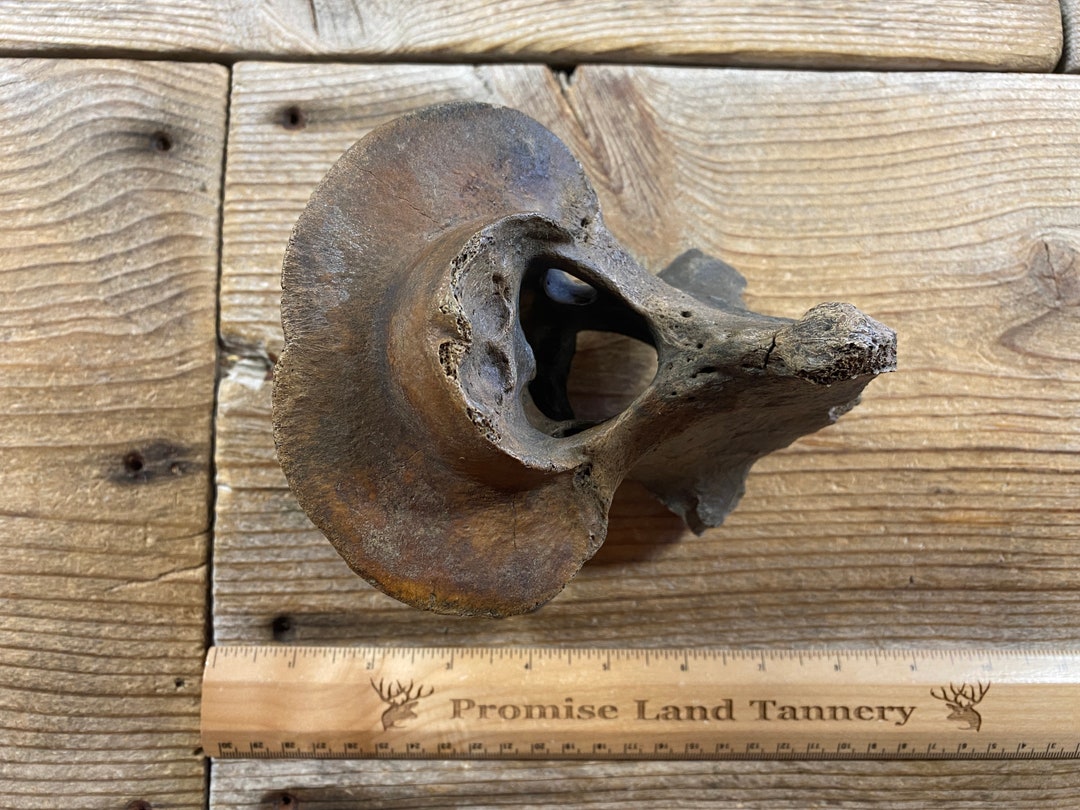 Fossil Bison Cervical Vertebra Bone - Nebraska - Lot No. 210415-FFF - Etsy