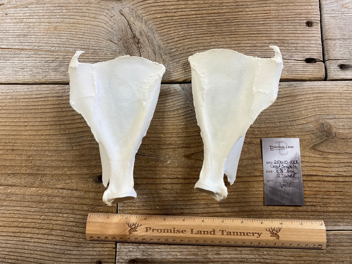 Goat Scapula Bones Real Bones Lot No. 210610-KKK - Etsy