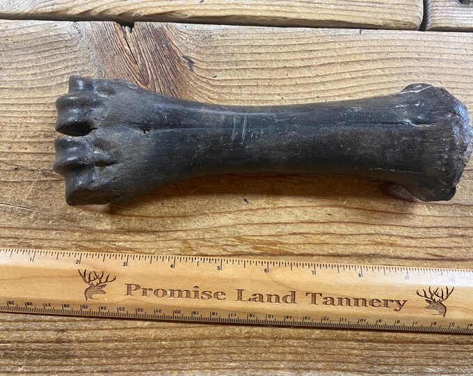 Fossil Bison Cannon Bone - Leg Bone - Nebraska - Lot No. 240609-SS - Etsy