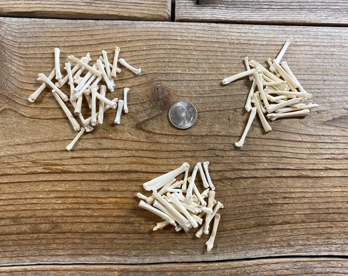 Large Rabbit Foot or Paw Bones - Real Bones - Undrilled - 25 Assorted ...