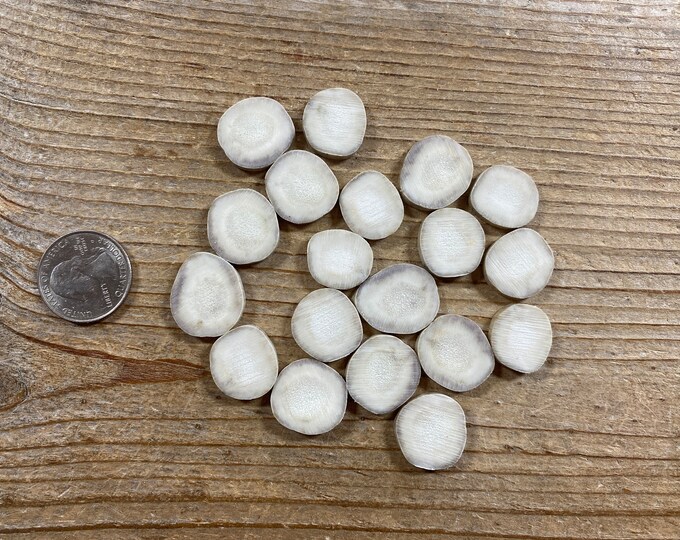 Deer Antler Slices - Matching - 19 Thin Cut Pieces - Small-medium - Lot ...