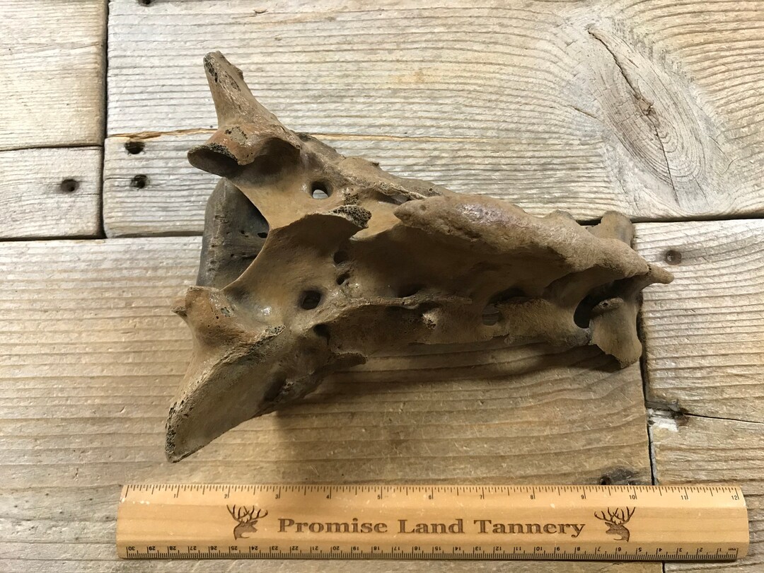 Fossil Bison Sacrum Bone - Nebraska - Lot No. 201016-FF - Etsy