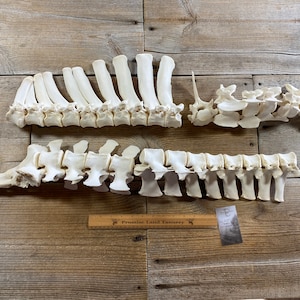Pig Vertebrae Bones - Full Spinal Set - Pathological - Lot No. 211107 ...