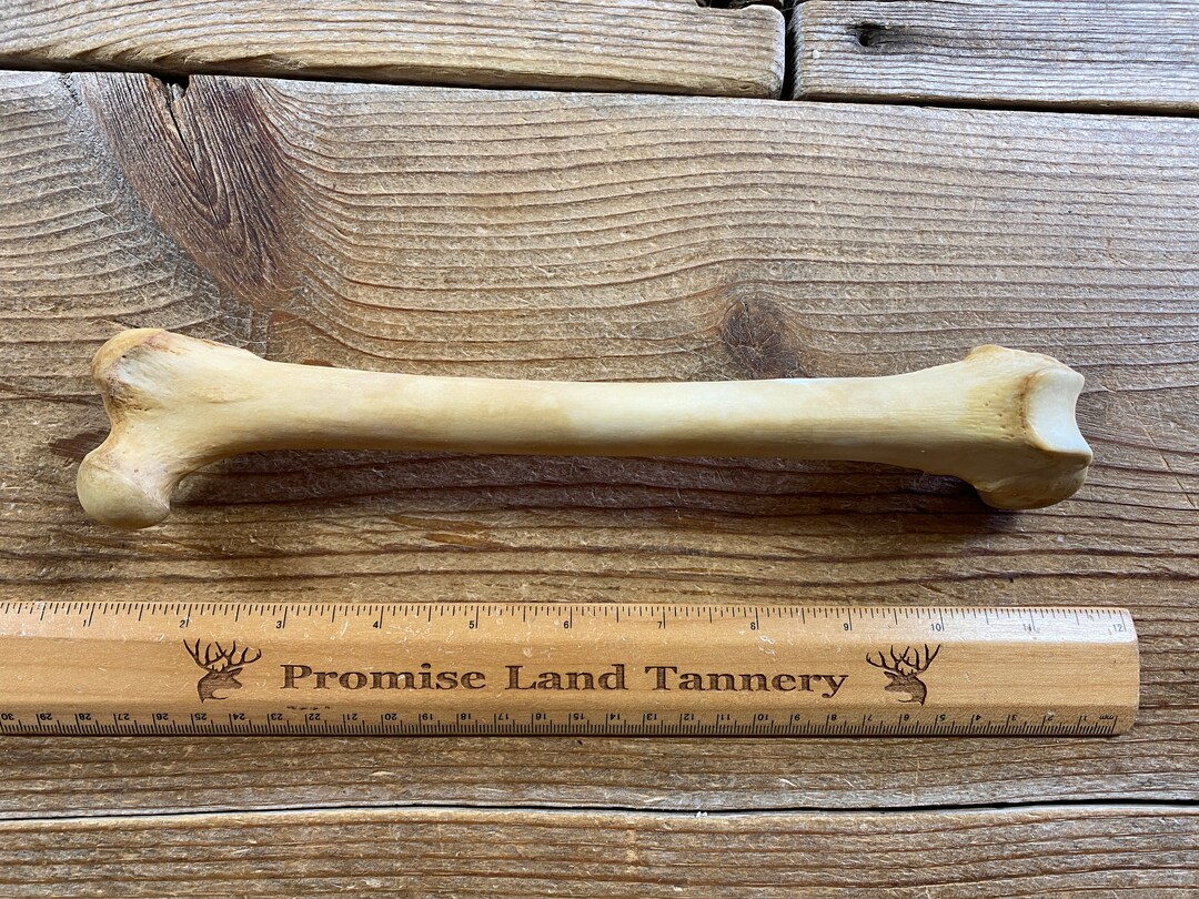 Medium Mammal Femur Bone - Real Bone - Lot No. 230604-OOO - Etsy