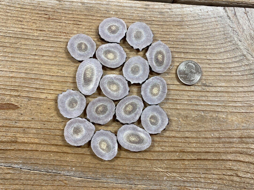 Deer Antler Slices - 16 Matching Thin Cut Pieces - Large-extra Large ...