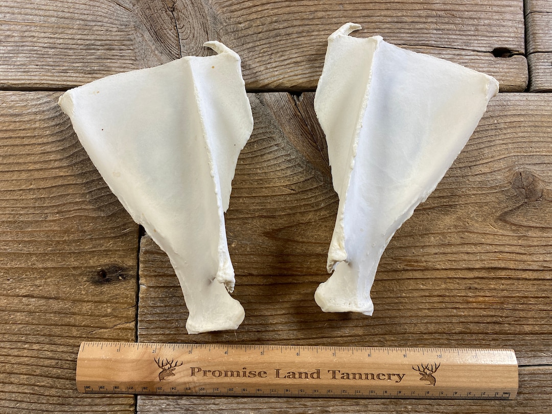 Goat Scapula Bones - Real Bones - Lot No. 210610-KKK - Etsy