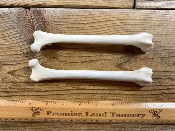 Pair of Bobcat Femur Leg Bones Real Bone Lot No. 220818-L - Etsy
