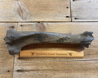 Fossil Bison Thoracic Vertebra Bone Nebraska Lot No. 200510-VVV - Etsy