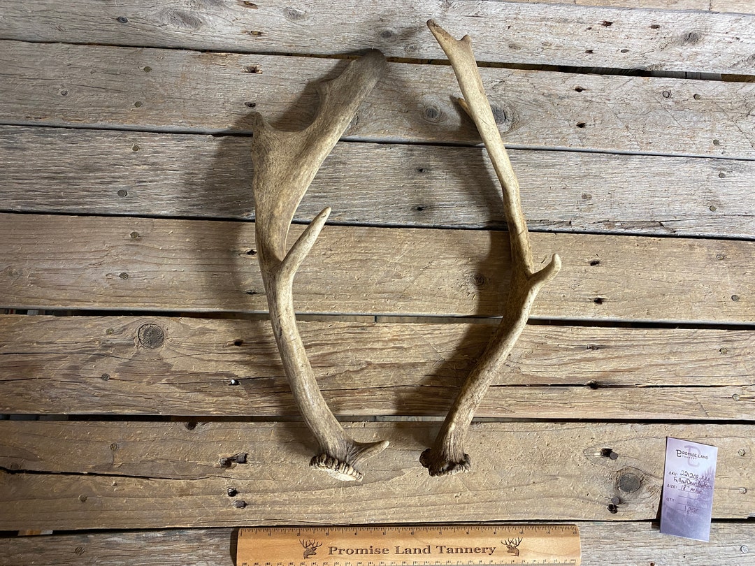 Matched Pair of Fallow Deer Shed Antlers Lot No. 221208-AAA - Etsy