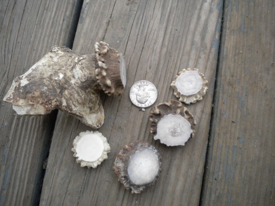 Assorted Deer Antler Burrs - Seconds - Carving Rosettes - 5 Pieces - Etsy