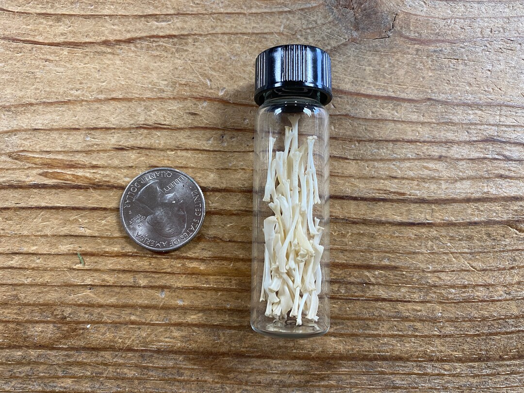 Vial of Assorted Rodent Tibia Bones - Real Bones - Lot No. 220401-T - Etsy