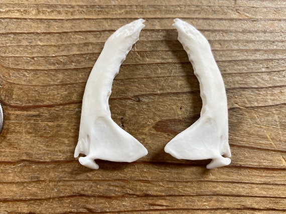 Marten Teeth