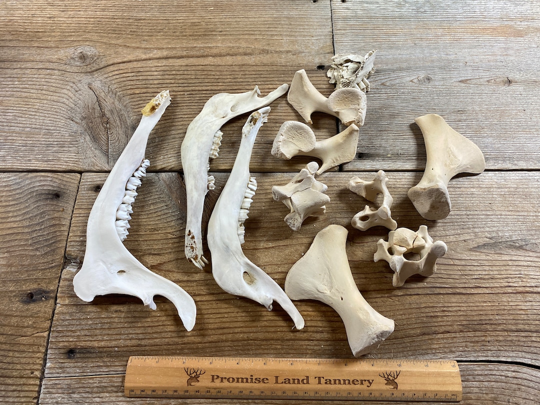 Assorted Large Bones One Pound Real Bones Lot No. 220825-AA - Etsy