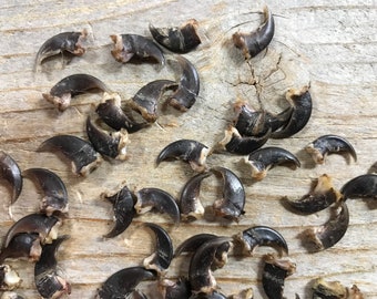 Real Coyote Claws Natural Finish Bag of 10 Pieces Stock | Etsy