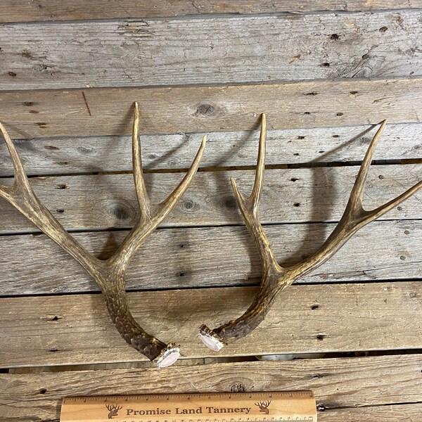 Deer Antlers - Etsy