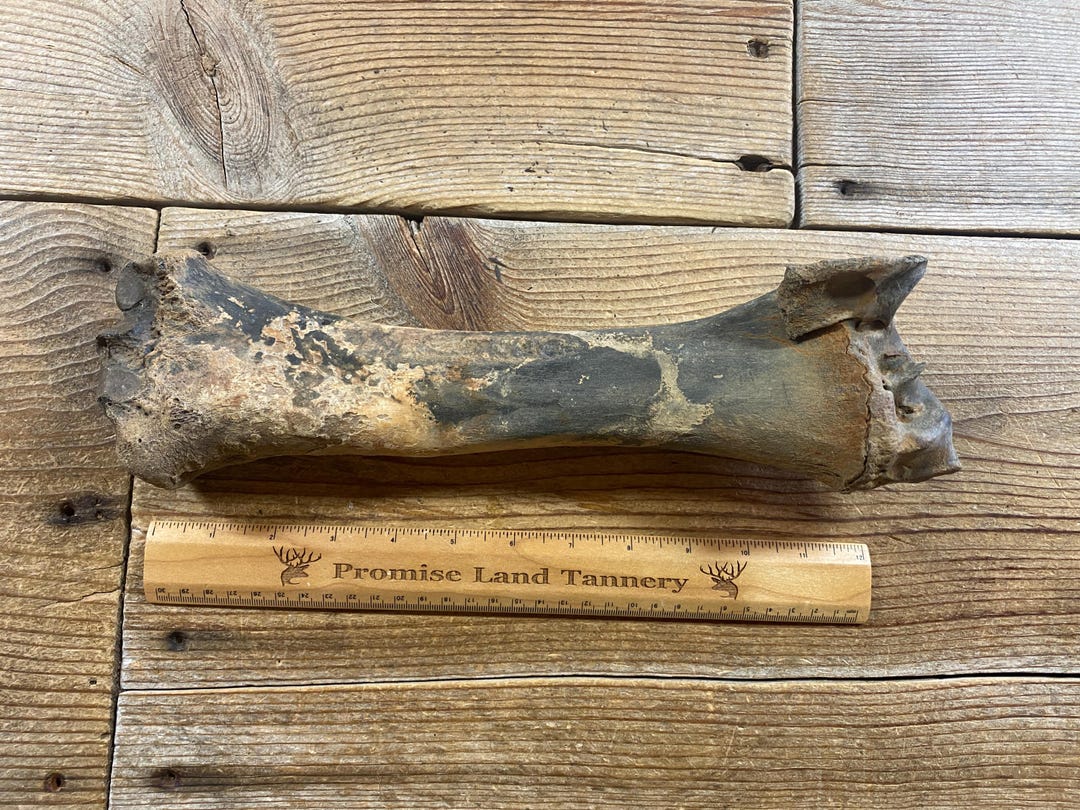 Fossil Bison Radius Bone - Nebraska - Lot No. 240609-XX - Etsy