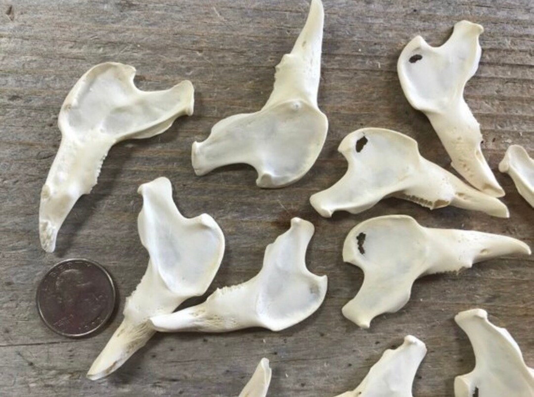 Domestic Rabbit Jaw Bones - Lot of 5 Real Bones -jawbone- Stock No. 1-2 ...