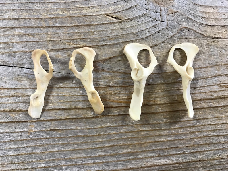 Pair of Real Marten Bones Your Choice of Bone Assorted - Etsy