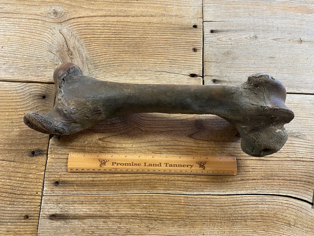 Fossil Bison Femur Bone Nebraska Lot No. 221203-M - Etsy