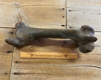 Fossil Bison Thoracic Vertebra Bone Nebraska Lot No. 200510-VVV - Etsy