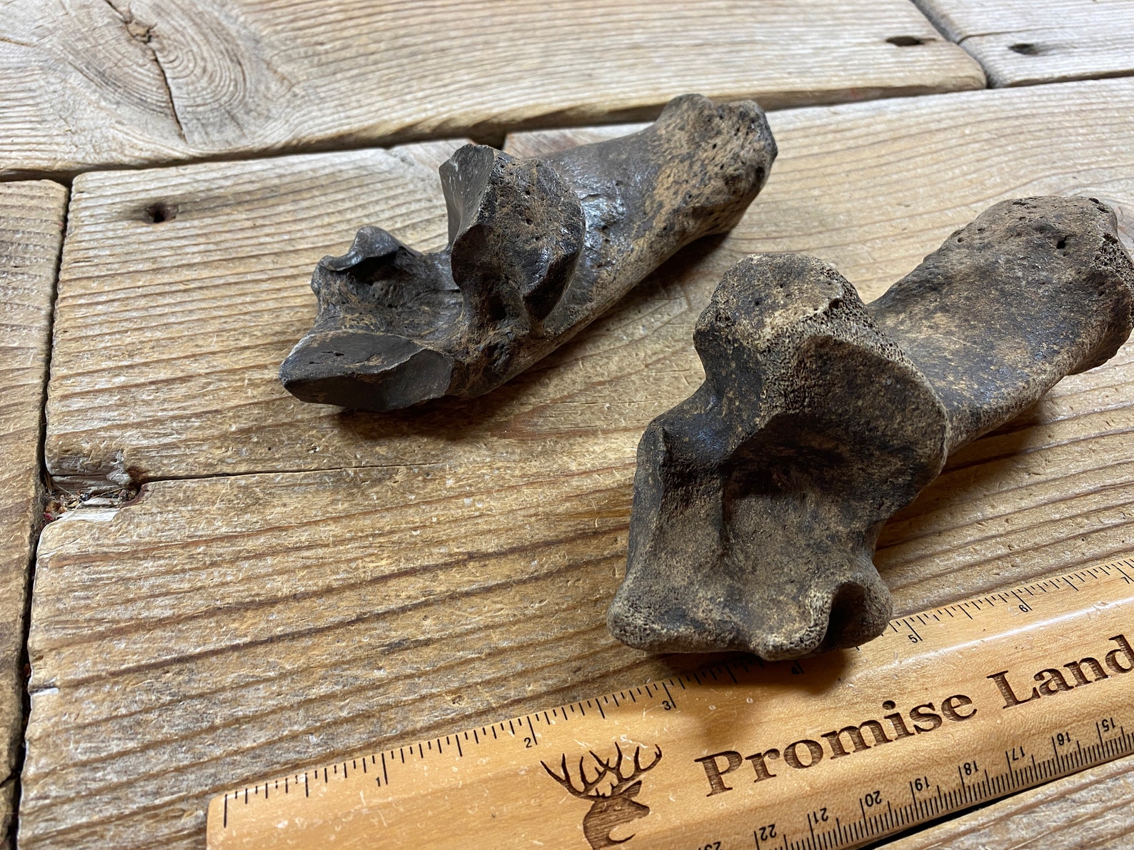 Lot of 2 Fossil Bison Calcaneus Bones Nebraska Lot No. | Etsy