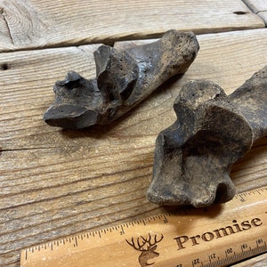 Lot of 2 Fossil Bison Calcaneus Bones - Nebraska - Lot No. 211028-T - Etsy