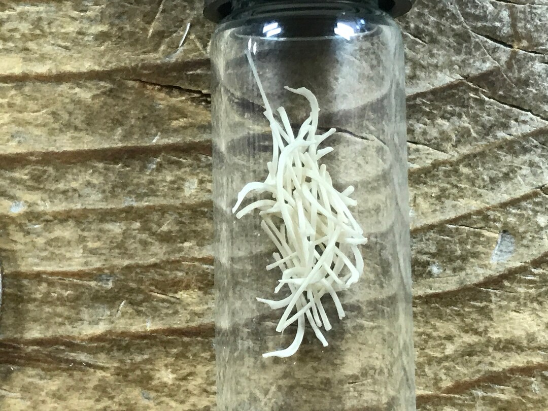 Vial Filled With Mouse Rib Bones - Lot No. 210204-JJJ - Etsy