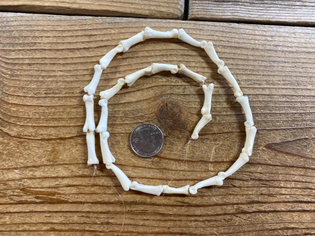 Coyote Toe Bone Beads - 24 Real Bones - Lot No. 240714-EE - Etsy