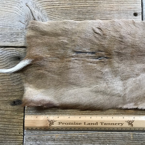 Springbok Hide - Etsy
