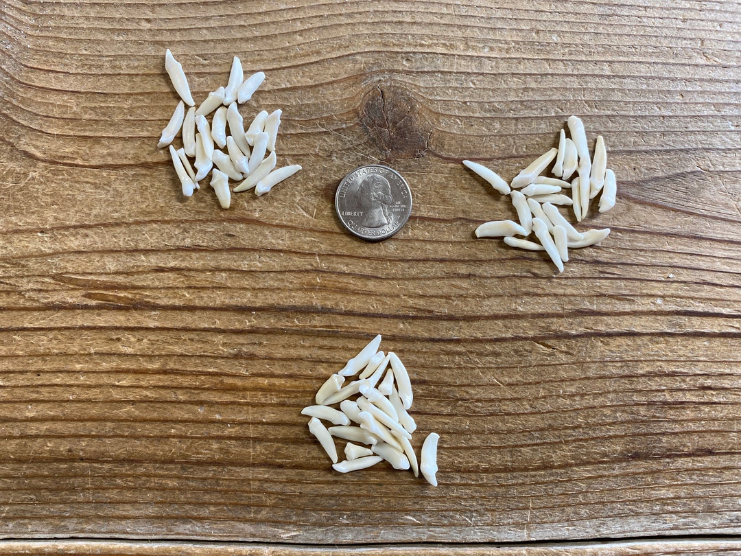 Real Coyote Teeth - Assorted Single Rooted Teeth - Bag of 20 - Stock No ...