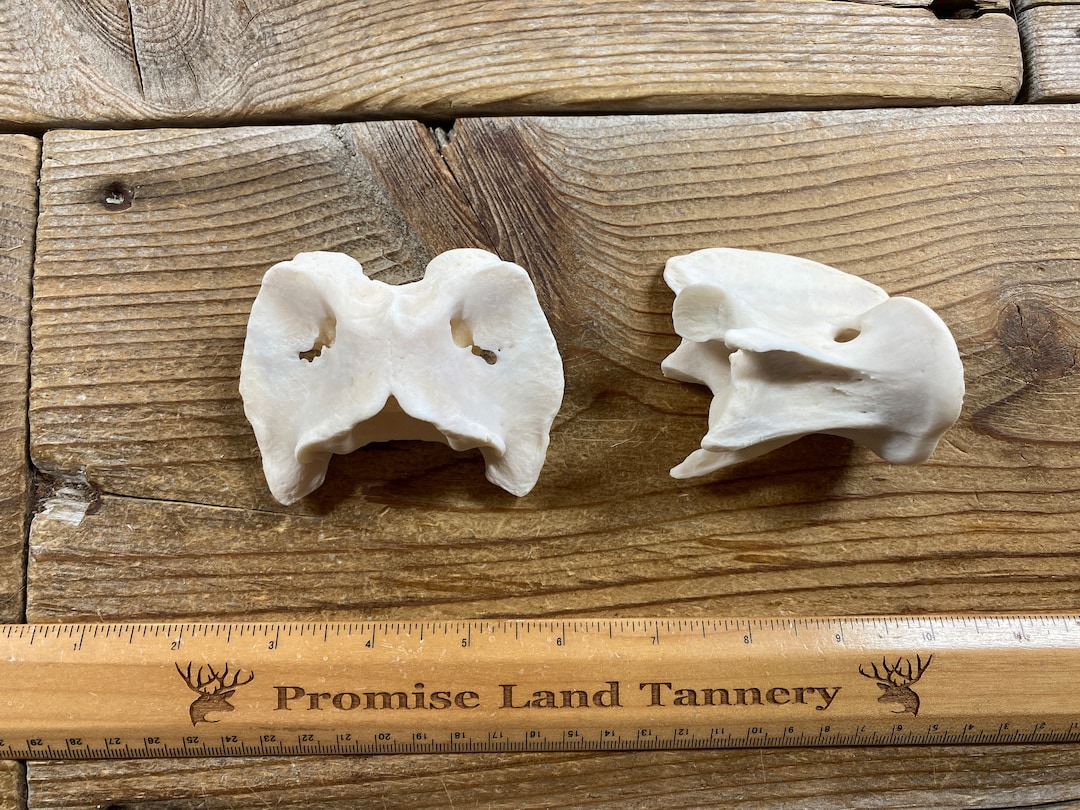 Jewelry Assortment of Bones - Goat Atlas and Axis Bones - Real Bones ...