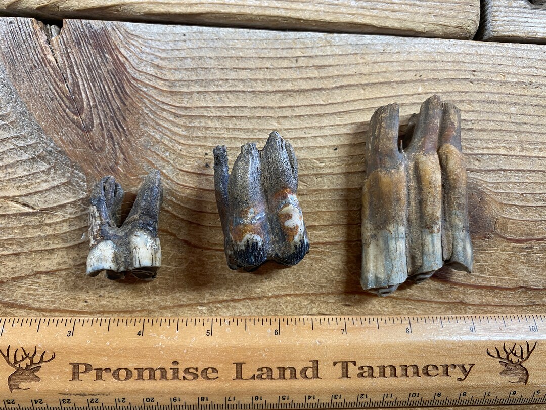 Lot of 3 Fossil Large Mammal Teeth - Nebraska - Lot No. 220921-CCC - Etsy