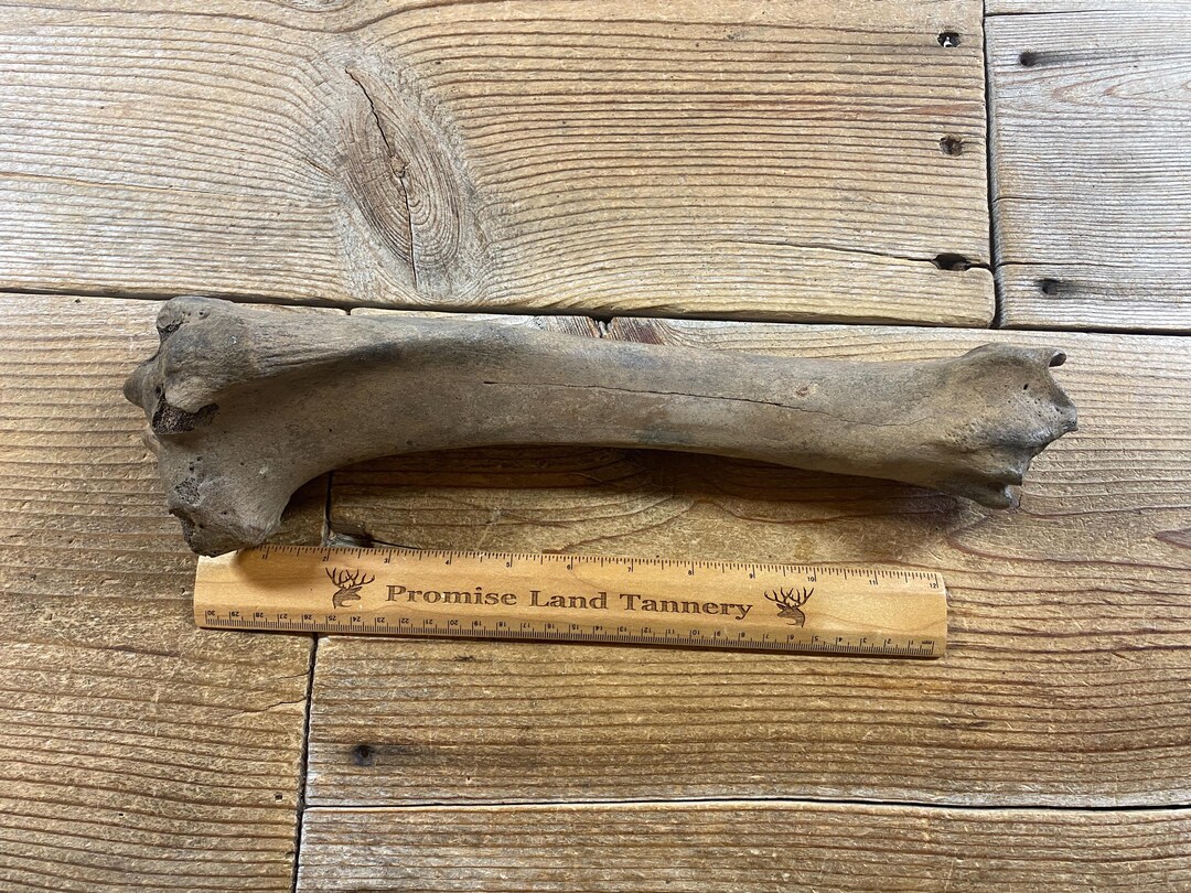 Fossil Bison Tibia Bone - Nebraska - Lot No. 240609-JJ - Etsy