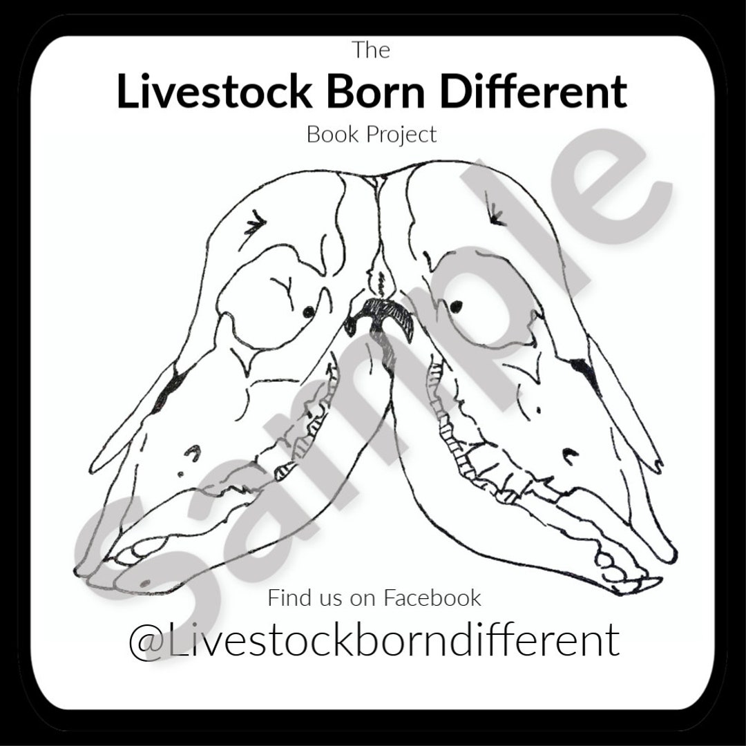 Livestock Born Different Two Faced Calf Skull Decal - 3 Inch Square ...