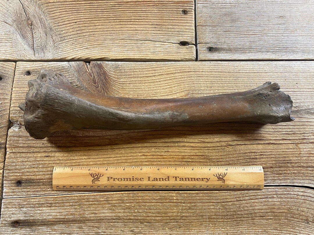 Fossil Bison Tibia Bone - Nebraska - Lot No. 240609-LL - Etsy