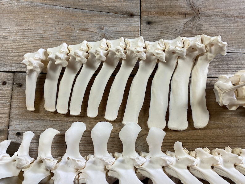 Pig Vertebrae Bones Full Spinal Set Pathological Lot No. | Etsy