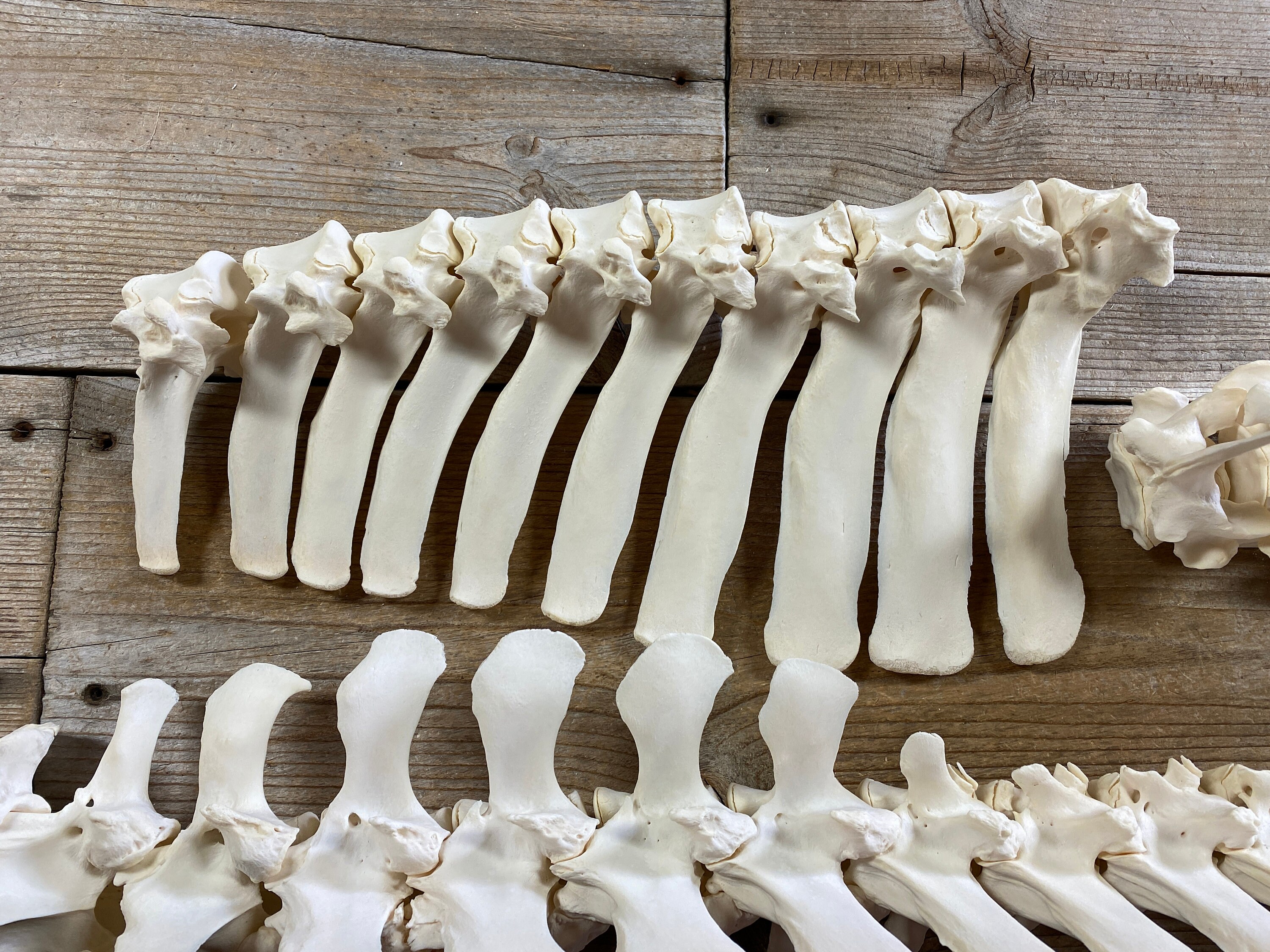 Pig Vertebrae Bones - Full Spinal Set - Pathological - Lot No. 211107 ...