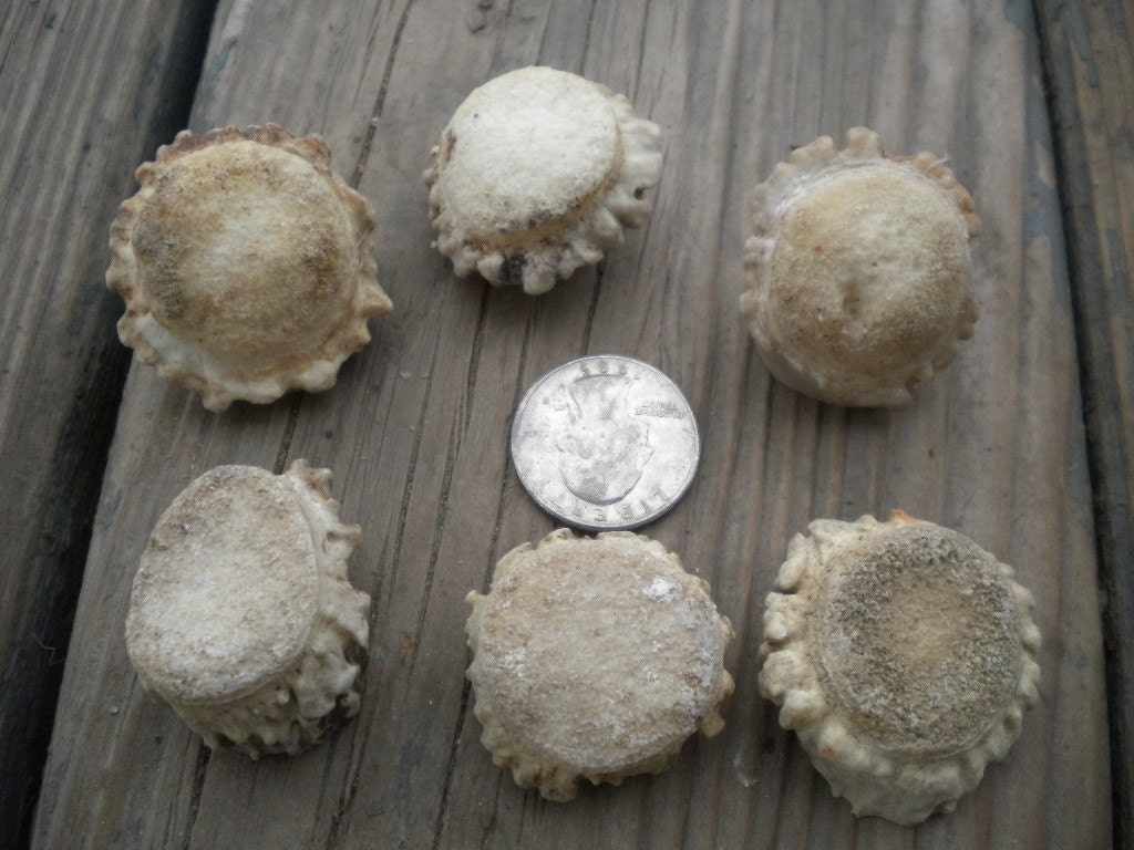 Xsmall-small Deer Antler Burrs - Carvers Special - Jewelry Size - 5 Pcs ...