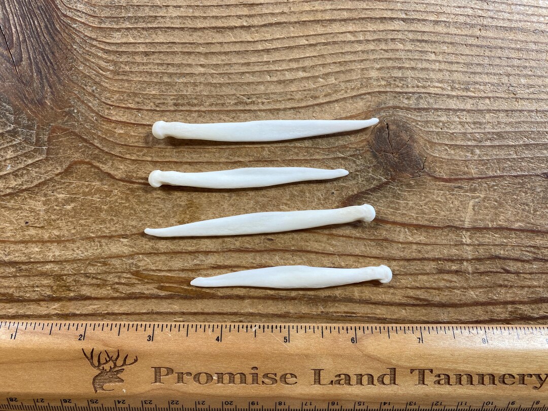 Deer Needle Bones Real Bones Undrilled 4 Assorted Pieces Lot No. 240714 ...