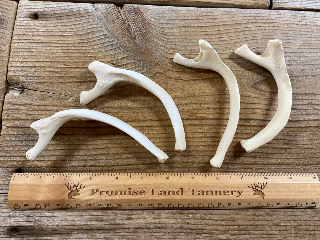 Jewelry Assortment of Emu Rib Bones - Real Bones - Lot No. 210513-E - Etsy