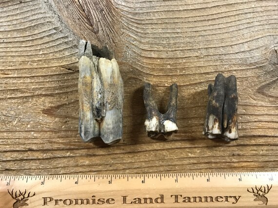 Lot of 3 Large Fossil Molar Teeth Nebraska Lot No. | Etsy