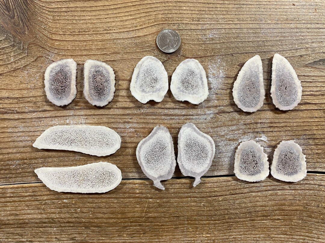 Lot of Elk Antler Slices -6 Pairs - Thin Cut Slices - Jumbo - Lot No ...