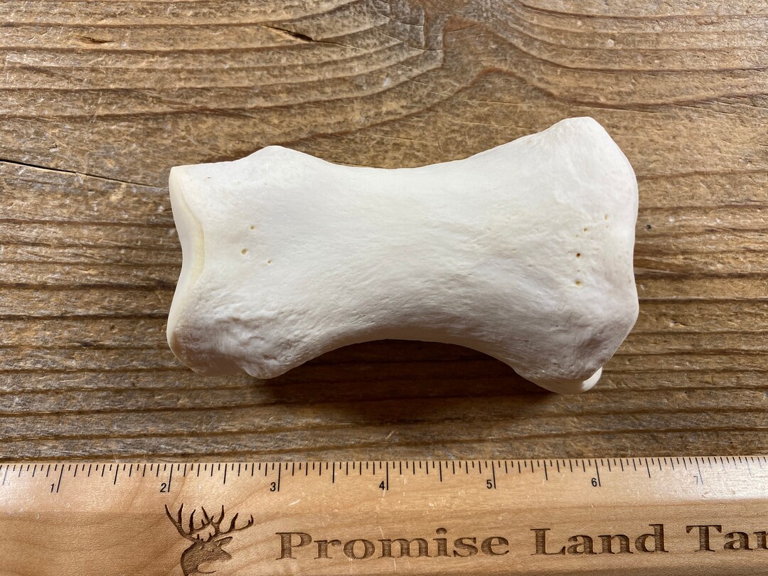 Mule Long Pastern Bone - Real Bone - Lot No. 210321-G - Etsy