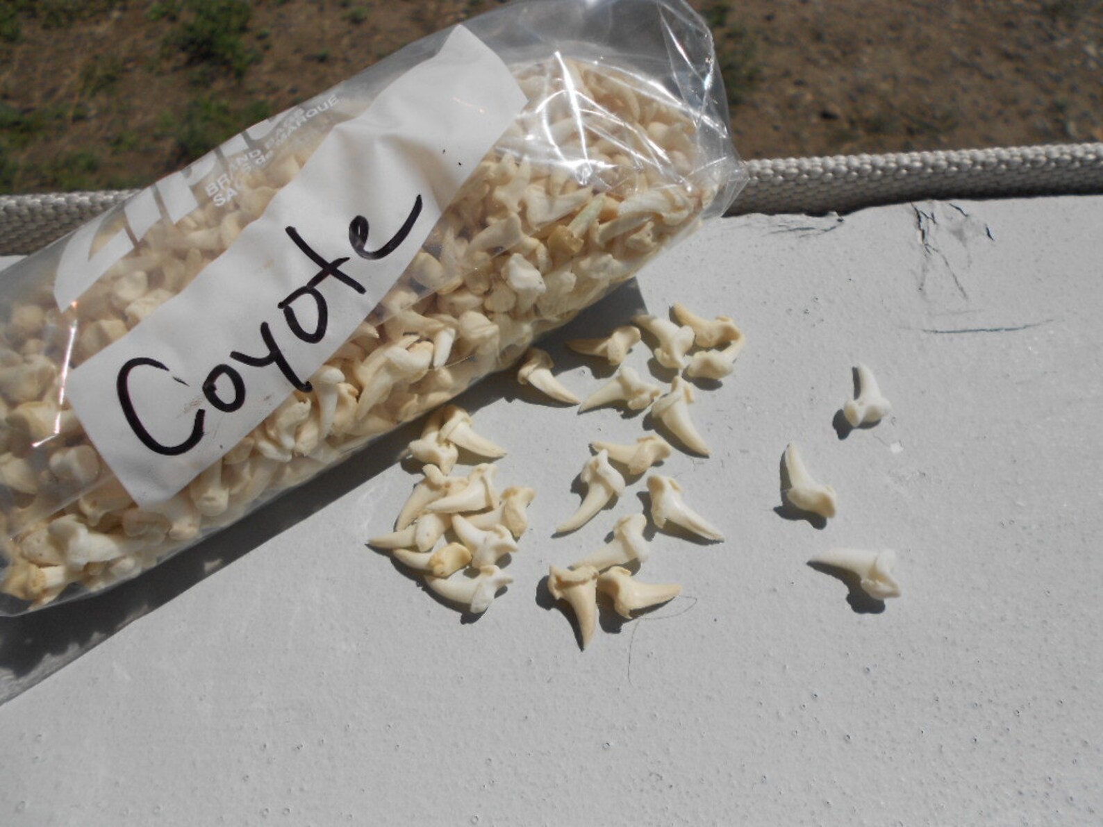 Coyote Claw Toe Bones Real Bones Undrilled 10 Assorted - Etsy
