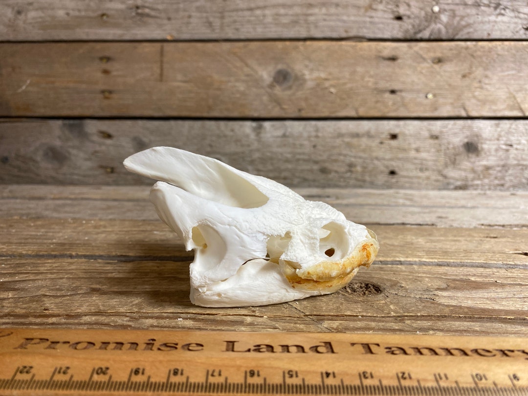 Snapping Turtle Skull Classic Quality Chelydra Serpentina Lot No ...