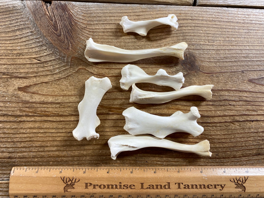 Jewelry Assortment of Beaver Leg Bones - Real Bones - Lot No. 230420 ...